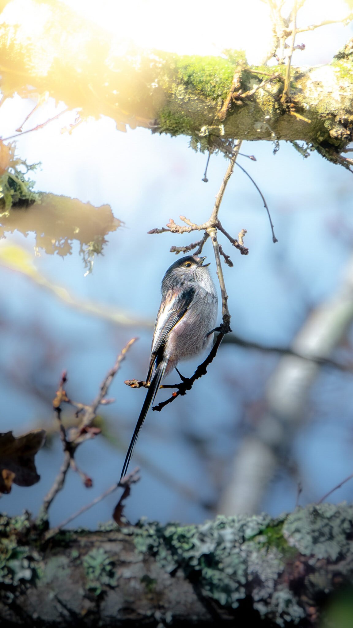 Les différentes mésanges en France : Comment les reconnaître et les ...