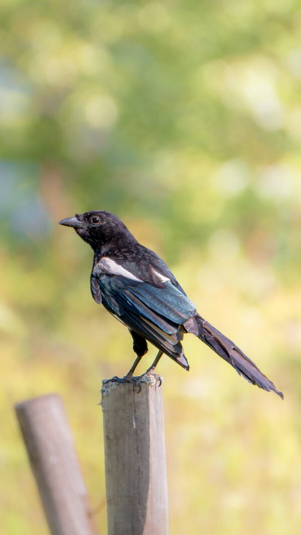 Tous les oiseaux des jardins : Ce qu'il faut savoir pour un sanctuaire ...